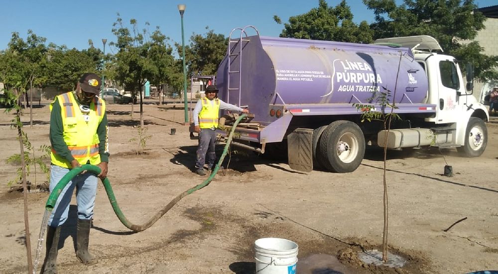 Trasplantan más de 300 árboles en parques de la colonia Valle Dorado y La Pitahaya